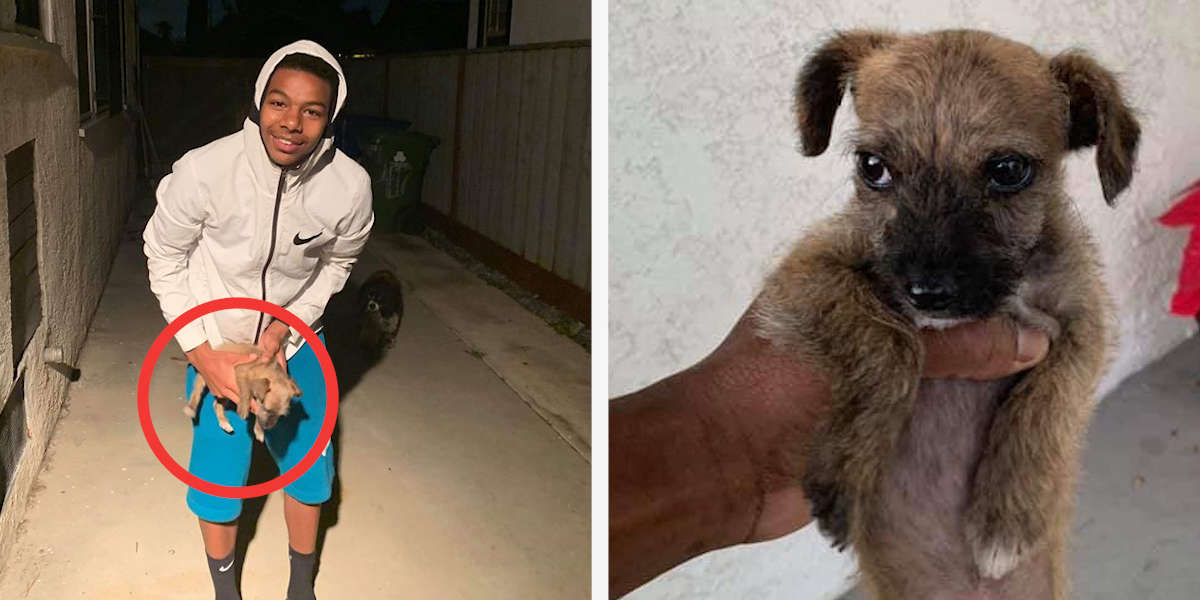 High School Boy Rescues Tiny Puppy From Streets In Los Angeles - The Dodo