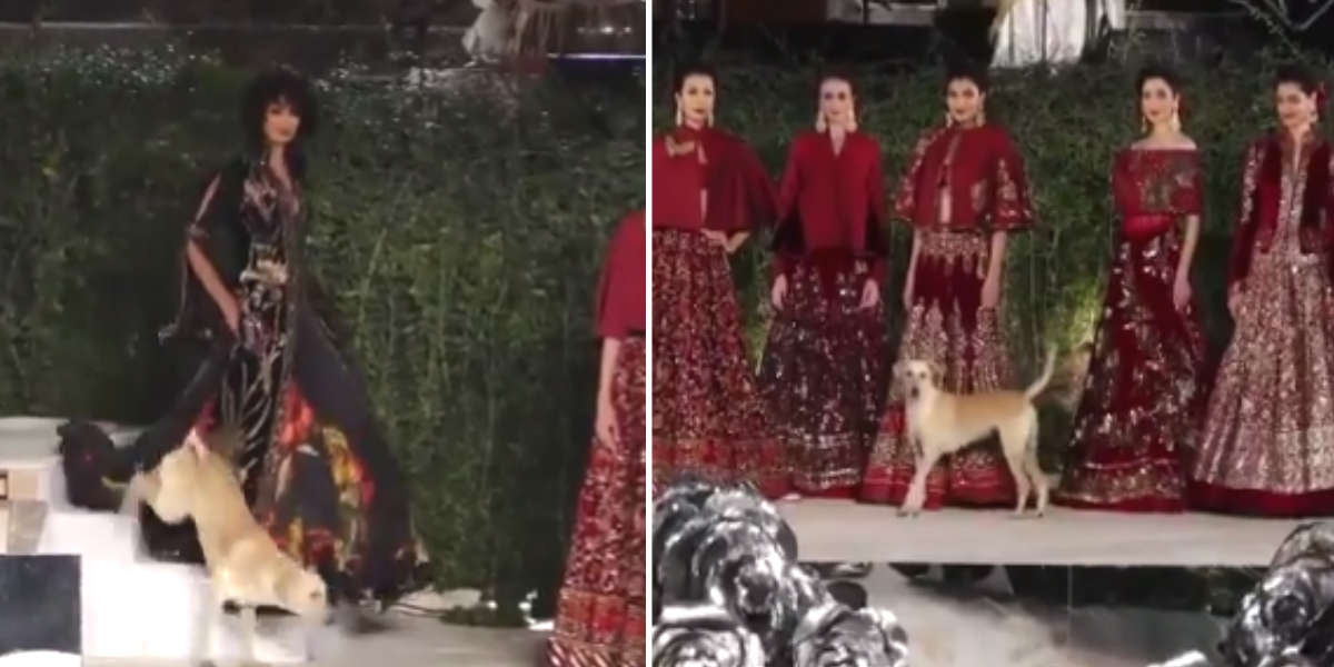 Stray Dog Invades Fashion Show In India And Steals The Spotlight - The Dodo