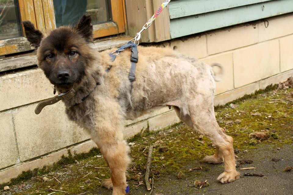 Matted Dog Rescued From Awful Conditions Looks So Different Now - The Dodo