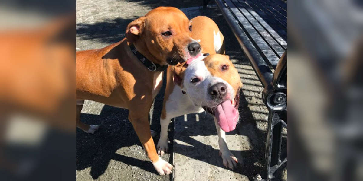 Dog Who Raised Orphan Pup Can't Stop Smiling When She Sees Him Again ...