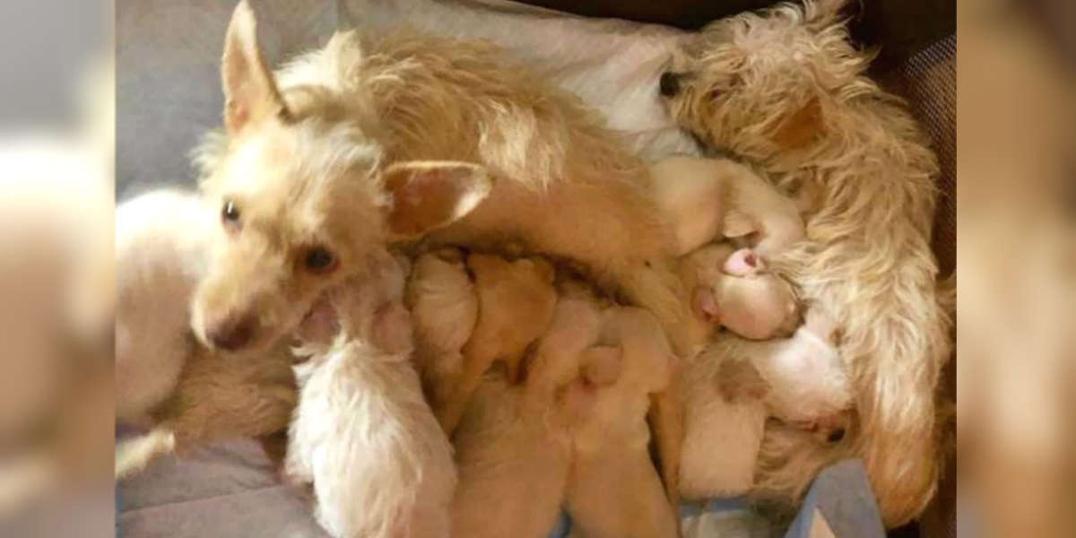 Homeless Mother Dogs Were Raising Puppies Together On Street - The Dodo