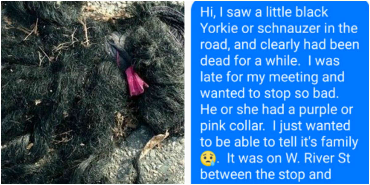 Woman Calls Animal Control About Ratty Wig On Side Of Road - The Dodo