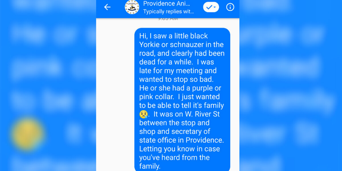 Woman Calls Animal Control About Ratty Wig On Side Of Road - The Dodo