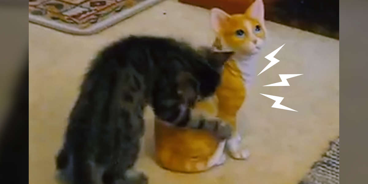Tiny Kitten Bravely Takes On ... Cat Statue - Videos - The Dodo