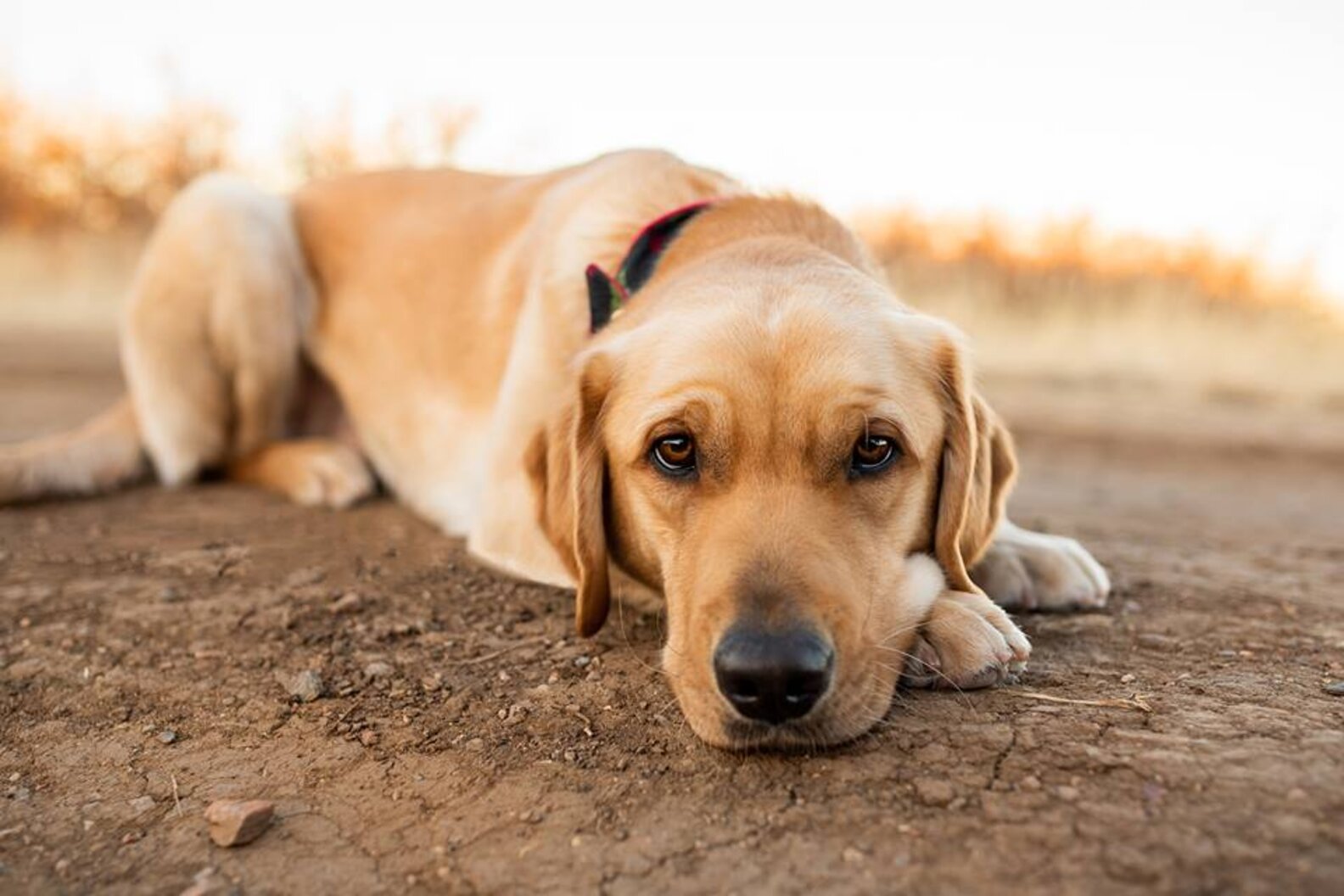 Adorable Dog Visits Disneyland And Meets All His Favorite Characters ...