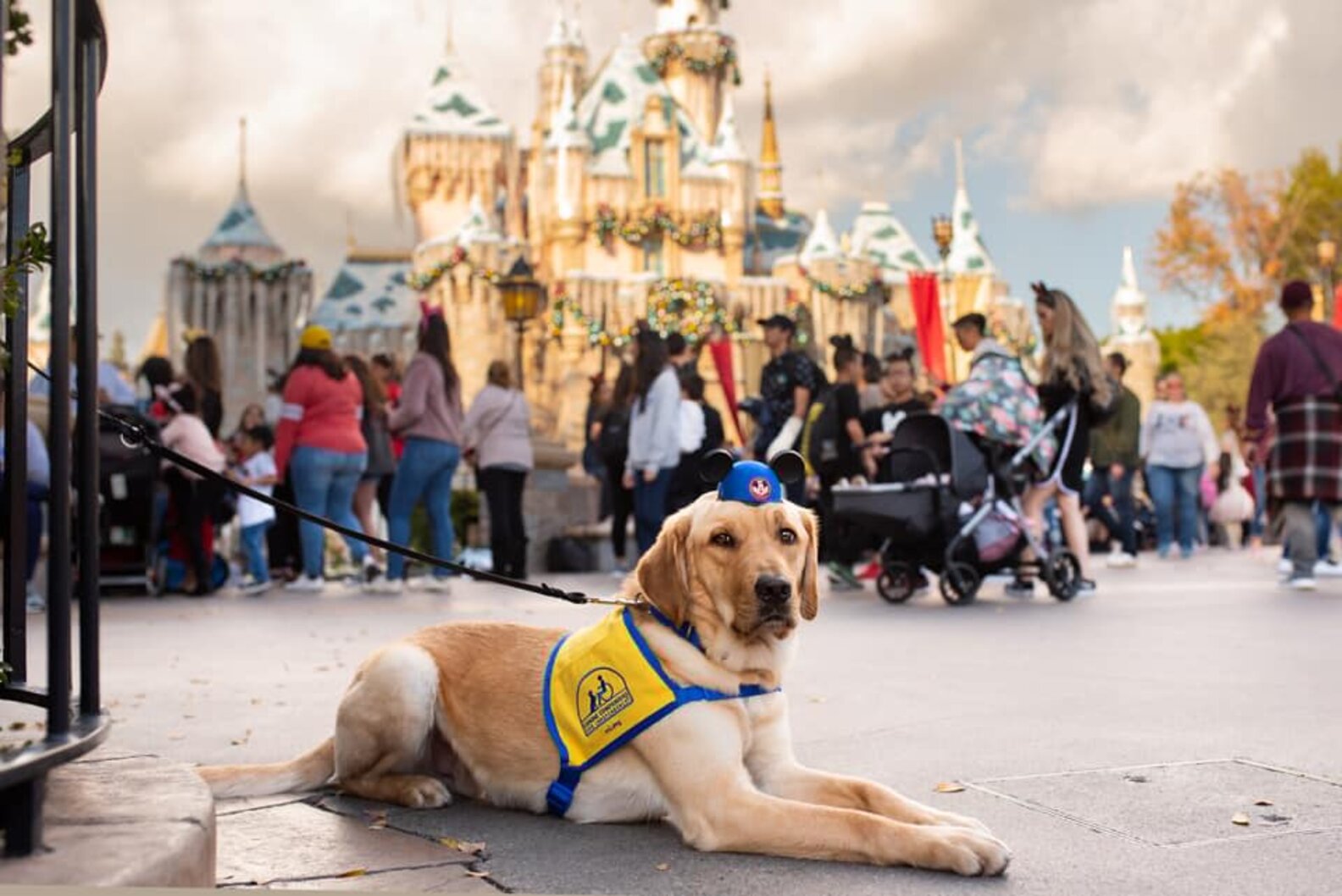 Adorable Dog Visits Disneyland And Meets All His Favorite Characters ...