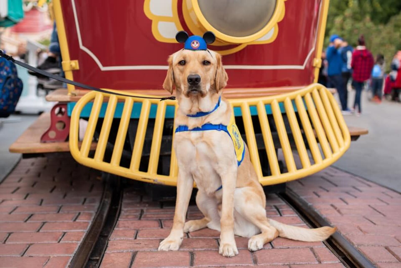 Adorable Dog Visits Disneyland And Meets All His Favorite Characters ...