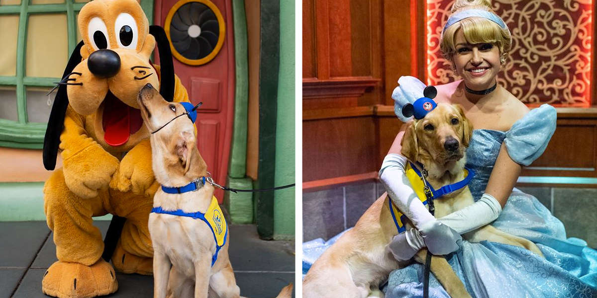 Adorable Dog Visits Disneyland And Meets All His Favorite Characters ...