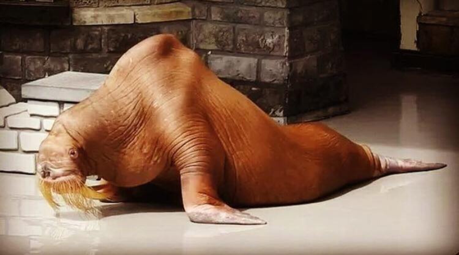 Sick Walrus Dies At Controversial Marine Park In Canada - The Dodo