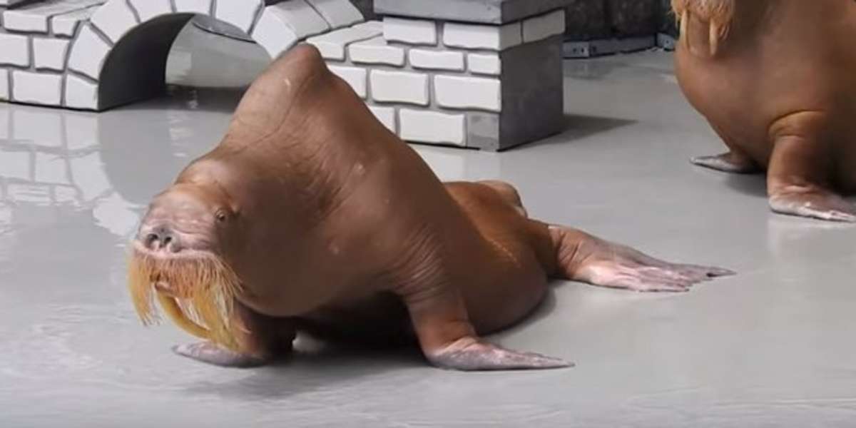 Sick Walrus Dies At Controversial Marine Park In Canada - The Dodo