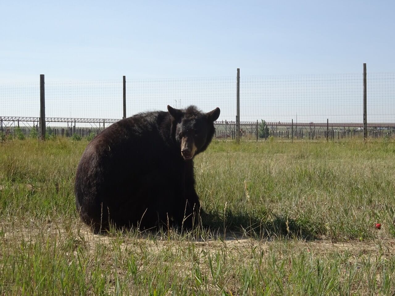 Zoo Bears Were Locked In Barren Cages For Years - The Dodo