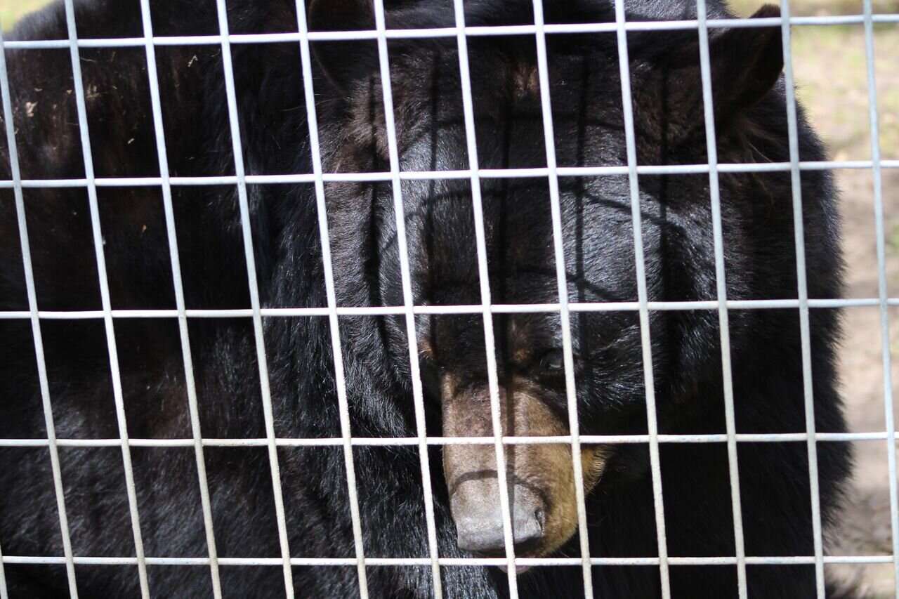 Zoo Bears Were Locked In Barren Cages For Years - The Dodo