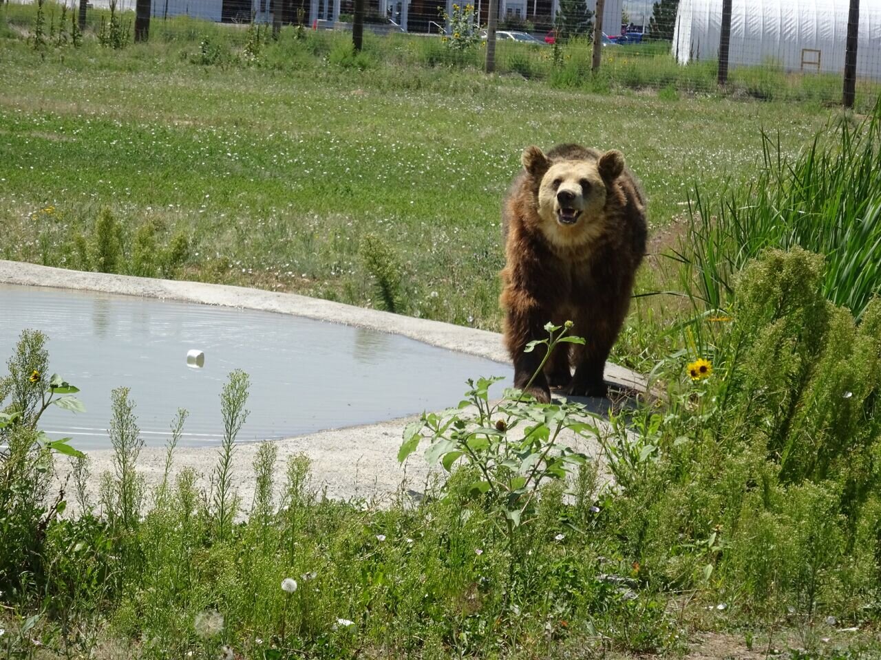 Zoo Bears Were Locked In Barren Cages For Years - The Dodo