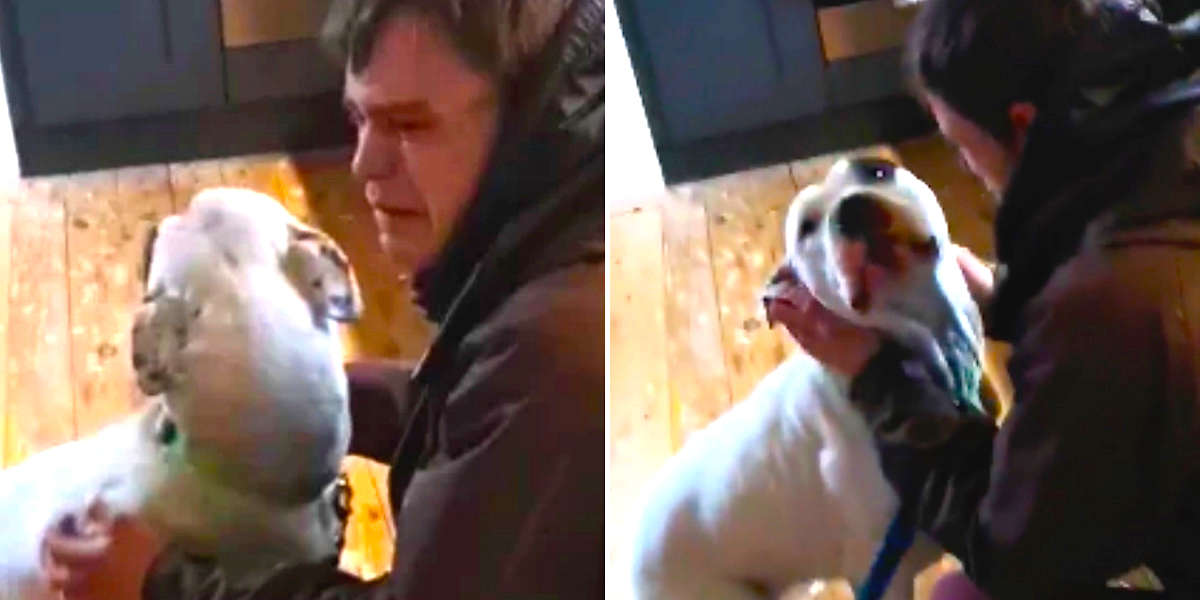 Homeless Man Reunites With Dog He Thought He Lost In Touching Video ...