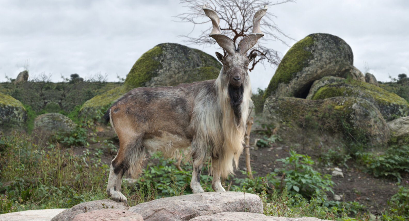 Trophy Hunter Pays $100,000 To Shoot Markhor Goat - The Dodo