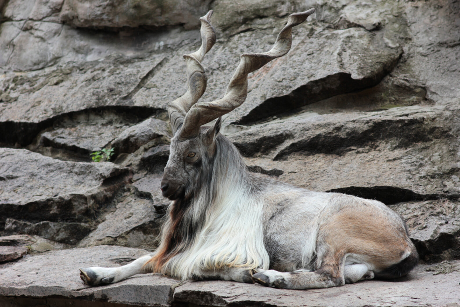 Trophy Hunter Pays $100,000 To Shoot Markhor Goat - The Dodo
