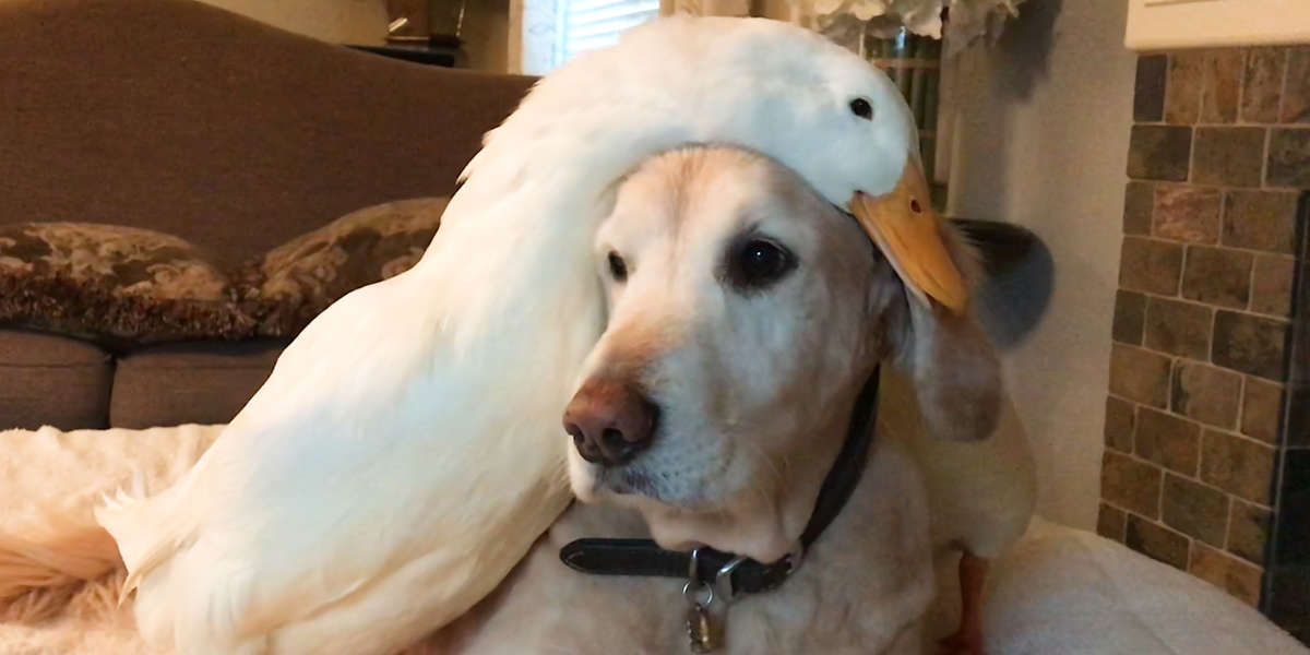 Dog Is Completely Obsessed With His Duck Brother - Videos - The Dodo