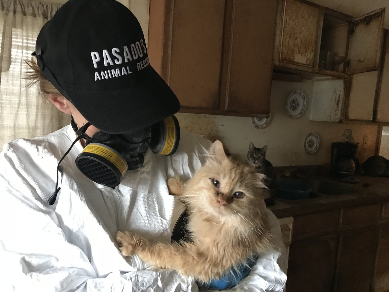 Dozens Of Cats Found By Rescuers In Hazmat Suits In Abandoned House ...