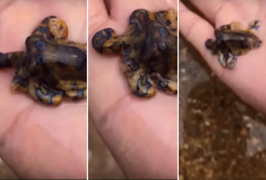 Tourist Holds Deadly Blue Ringed-Octopus - Thrillist