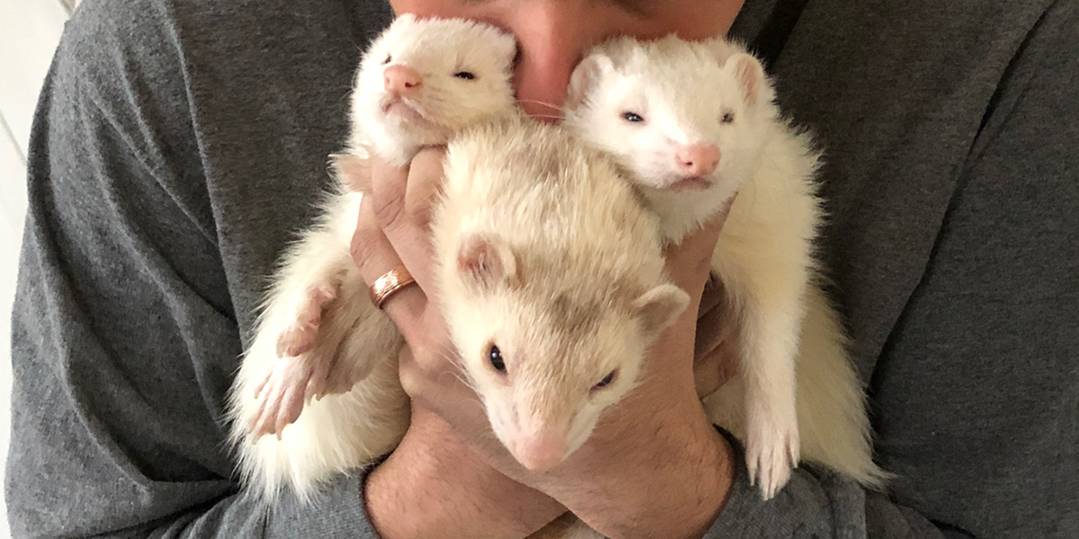 This Couple Can't Stop Adopting Ferrets - Videos - The Dodo