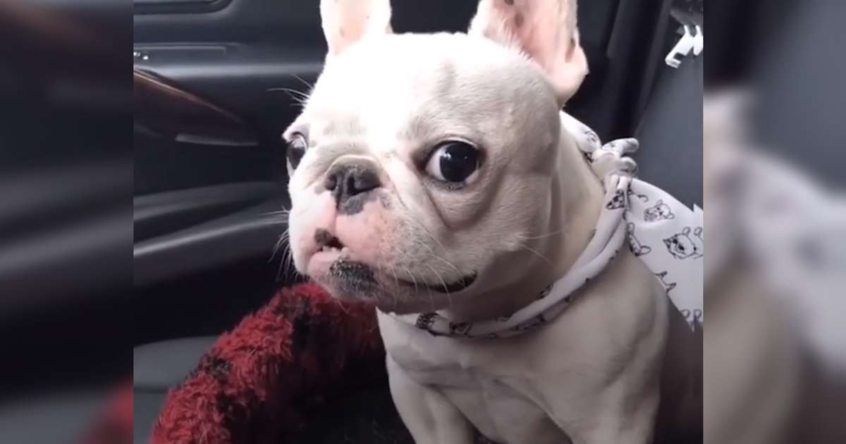 Rescue Frenchies Are Just The BEST - Videos - The Dodo