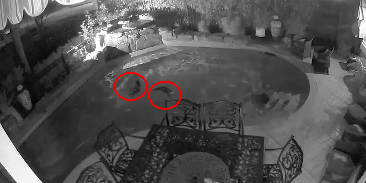Man's Home Security Camera Films Wild Raccoons Taking A Dip In Pool ...