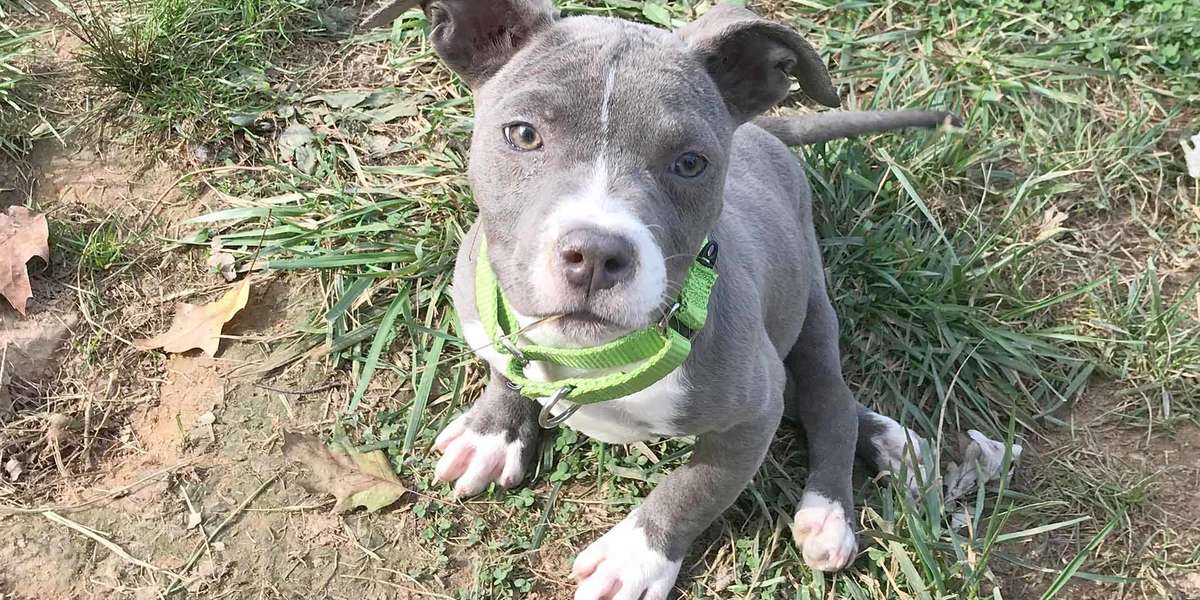 Pittie Puppy Sets Her Mind To Do The Impossible - Videos - The Dodo