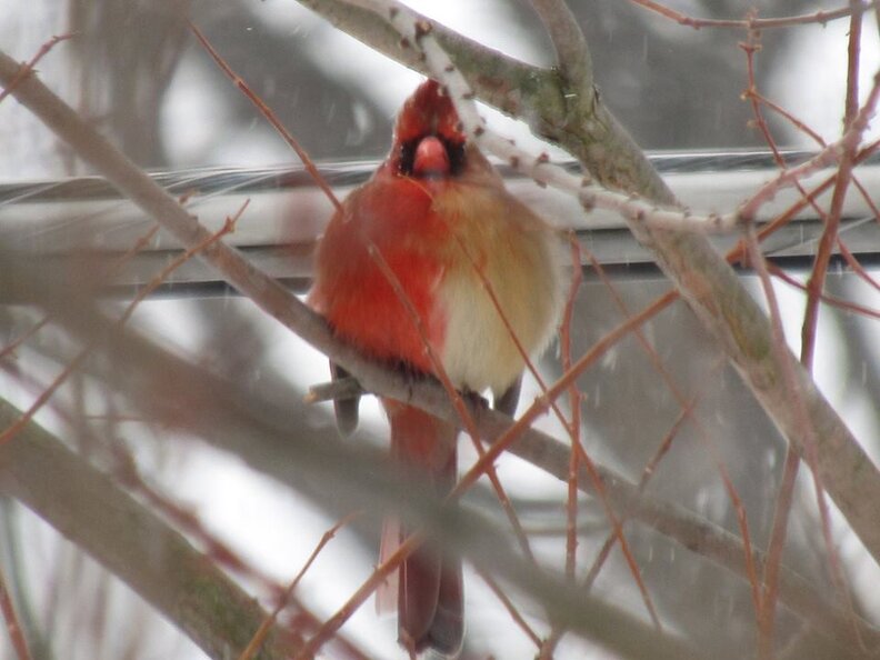 Woman Spots A Rare Half-Female, Half-Male Cardinal In Her Yard - The Dodo