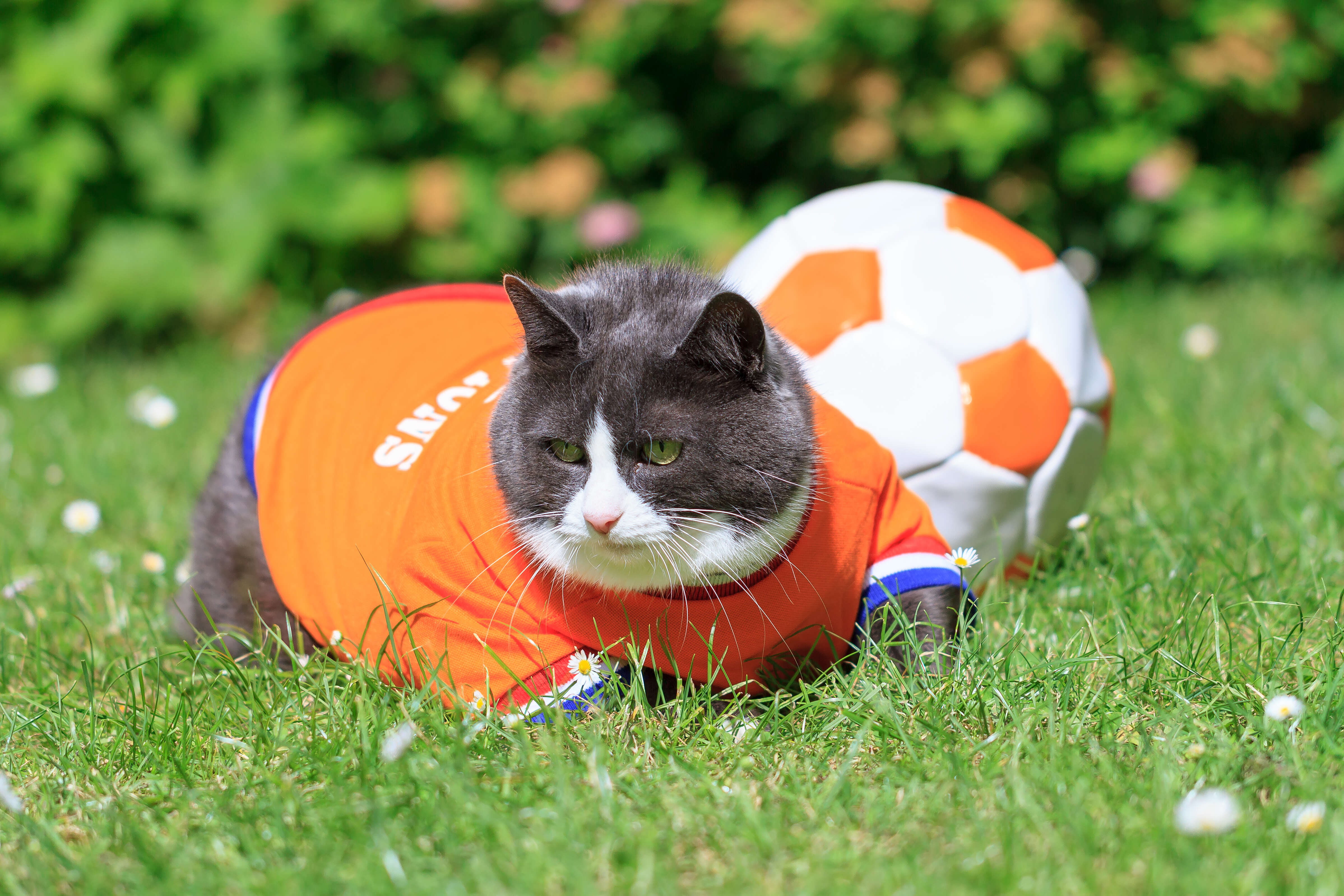 Soccer Cat