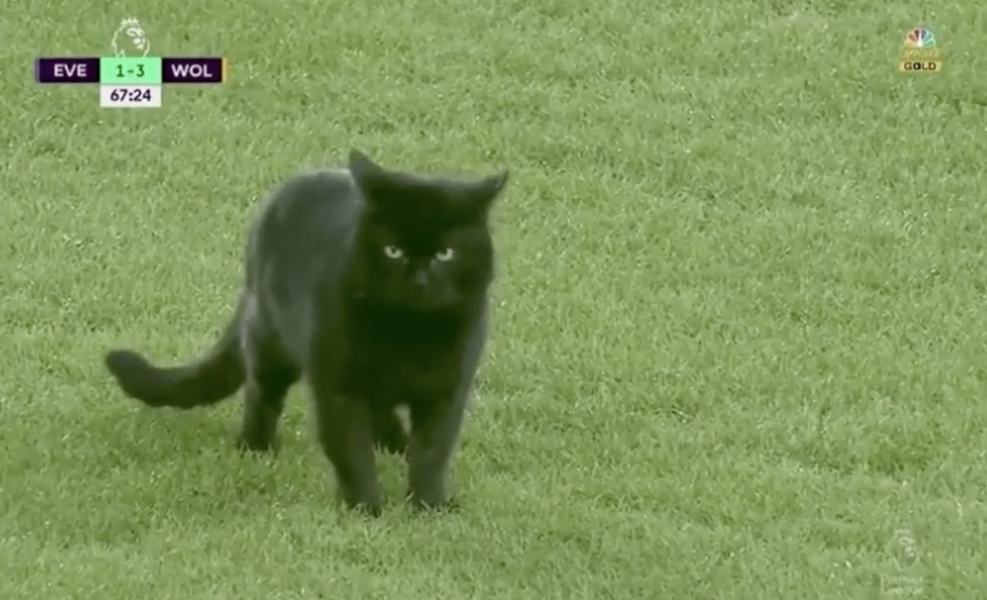 Black Cat Interrupts Everton and Wolverhampton Wanderers Soccer Game ...