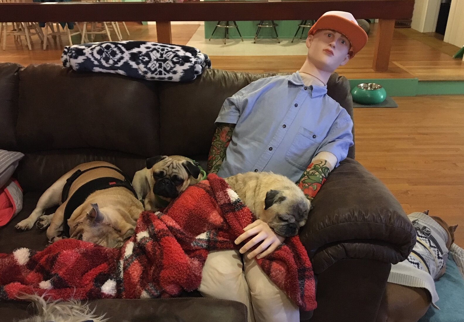 Senior Dog Snuggles Dummy For Comfort While His Dad's Away - The Dodo