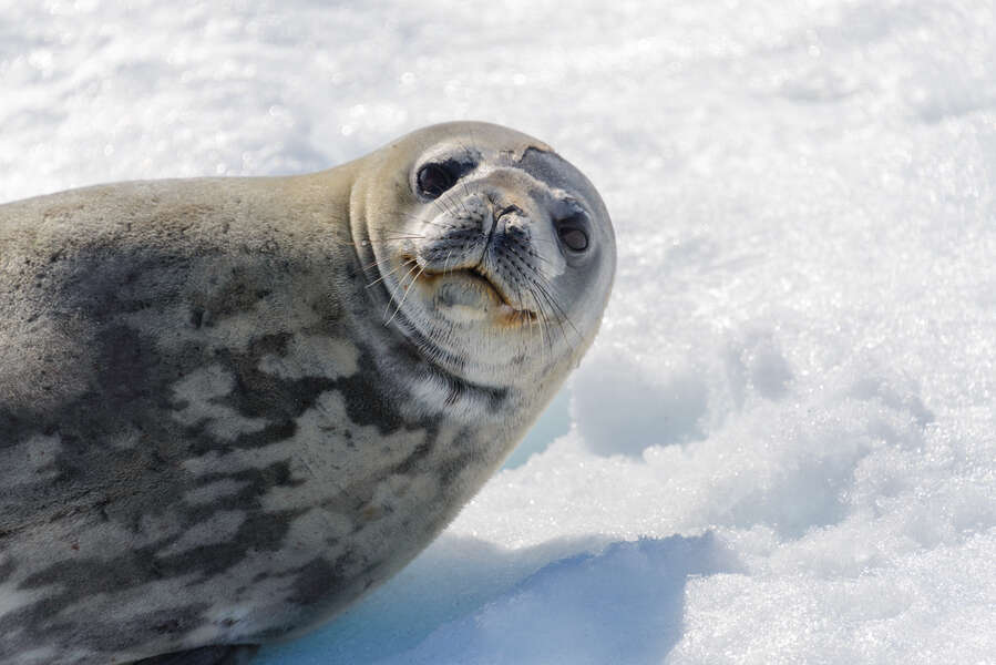 USB Drive Found in Leopard Seal Poop Leaves Scientists Baffled - Thrillist