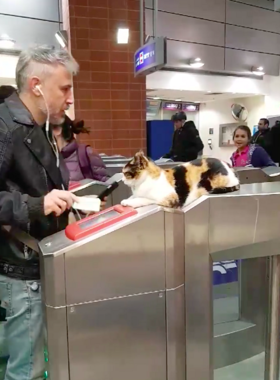 Cat Greets Commuters At Israeli Train Station Every Single Day - The Dodo