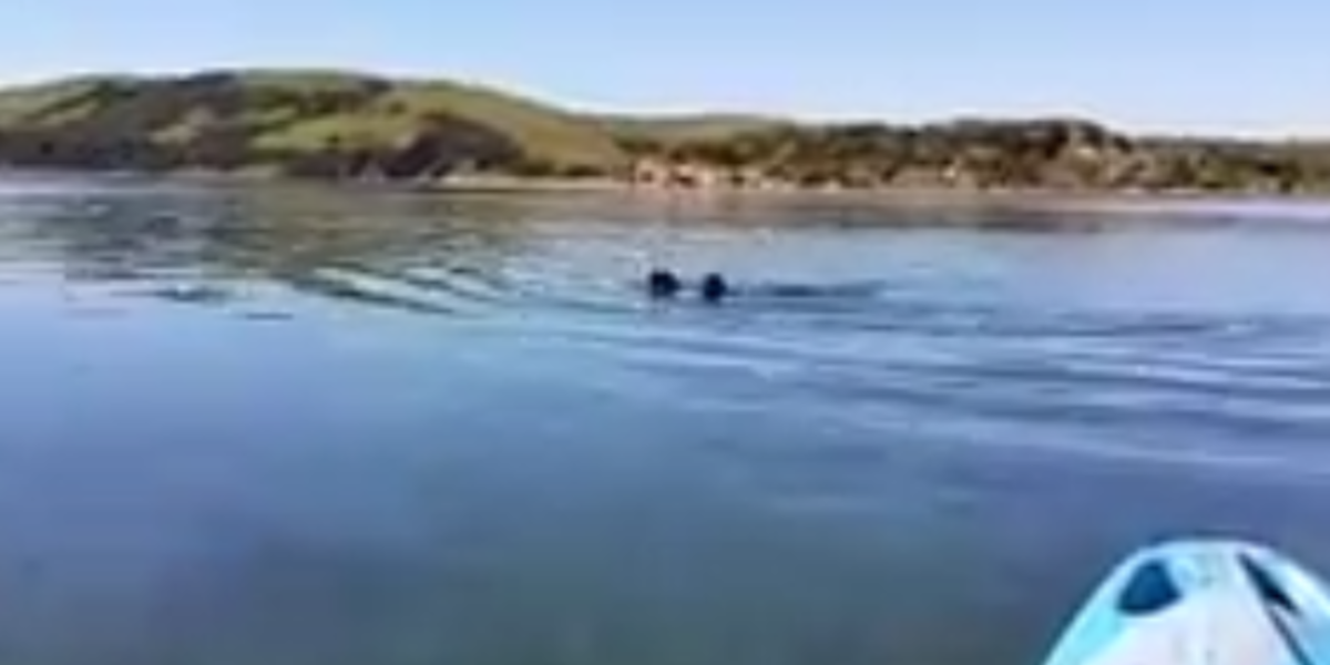 Scientists Find A USB Stick In A Sample Of Seal Poop - The Dodo