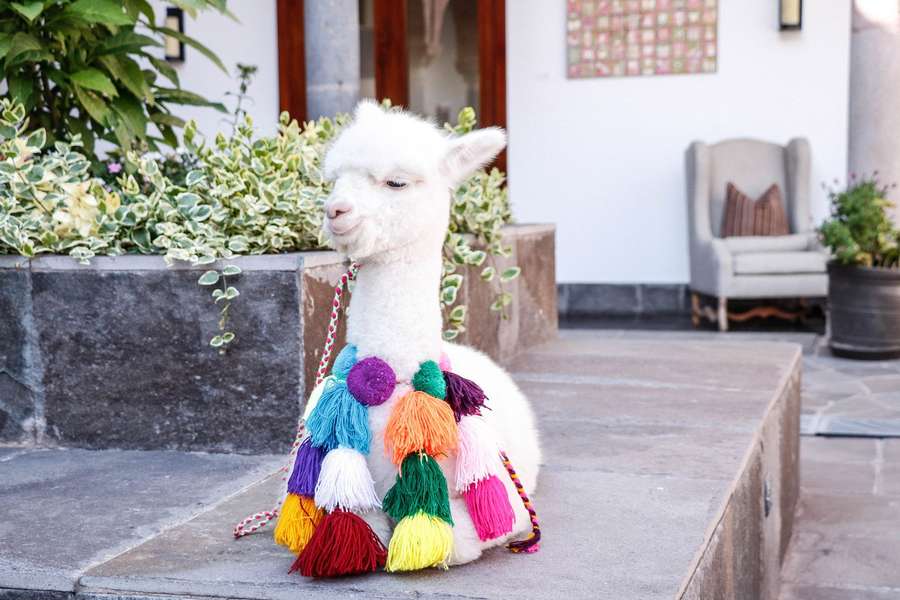 An Alpaca From Peru Will FaceTime Loved Ones for Valentine’s Day 2019 ...