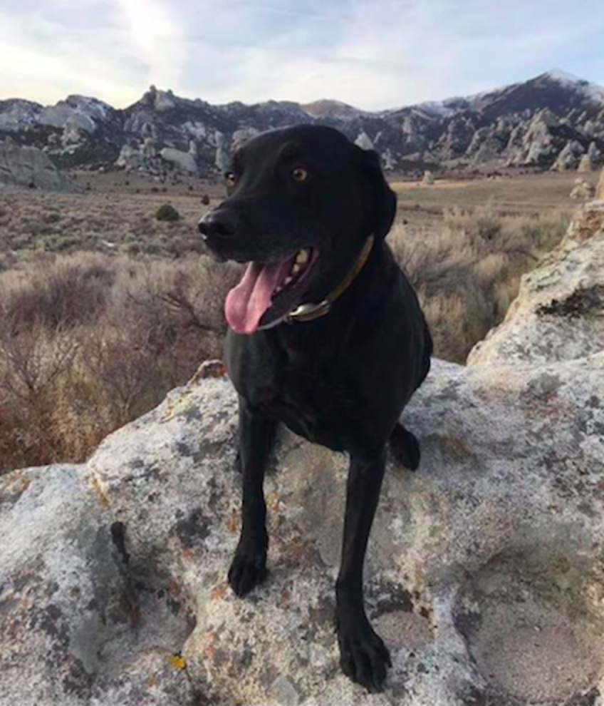 Labrador Defends Home From Man Stealing Package Off Porch - The Dodo