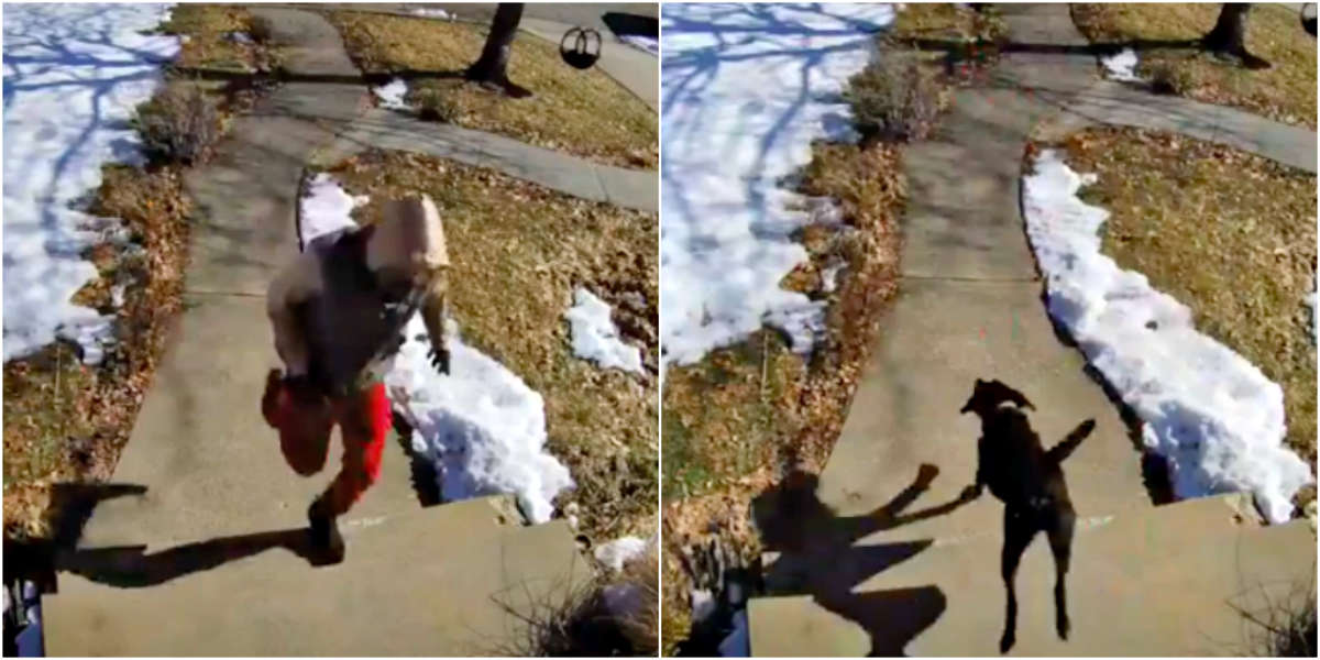 Labrador Defends Home From Man Stealing Package Off Porch - The Dodo