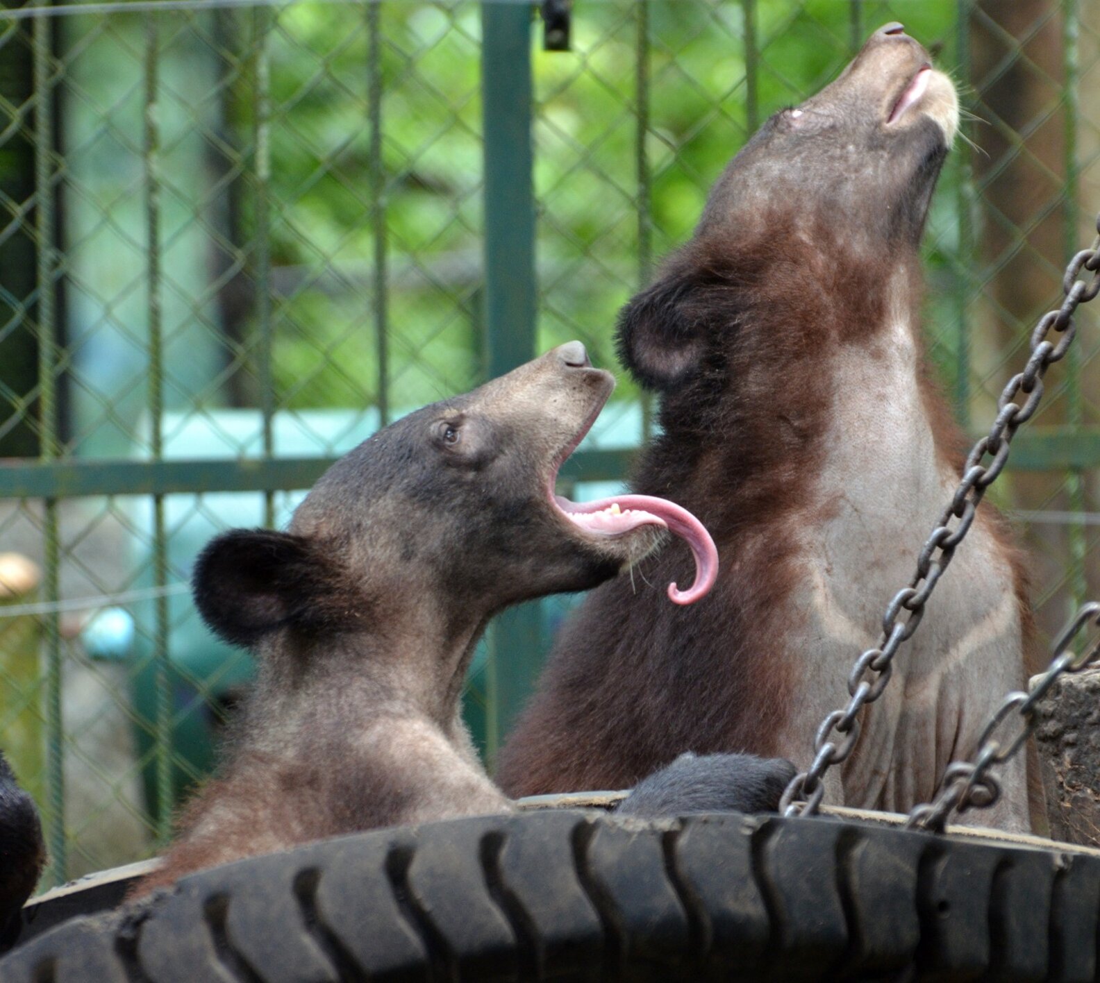 Starving Moon Bears Found In Cage Make Stunning Transformation - The Dodo