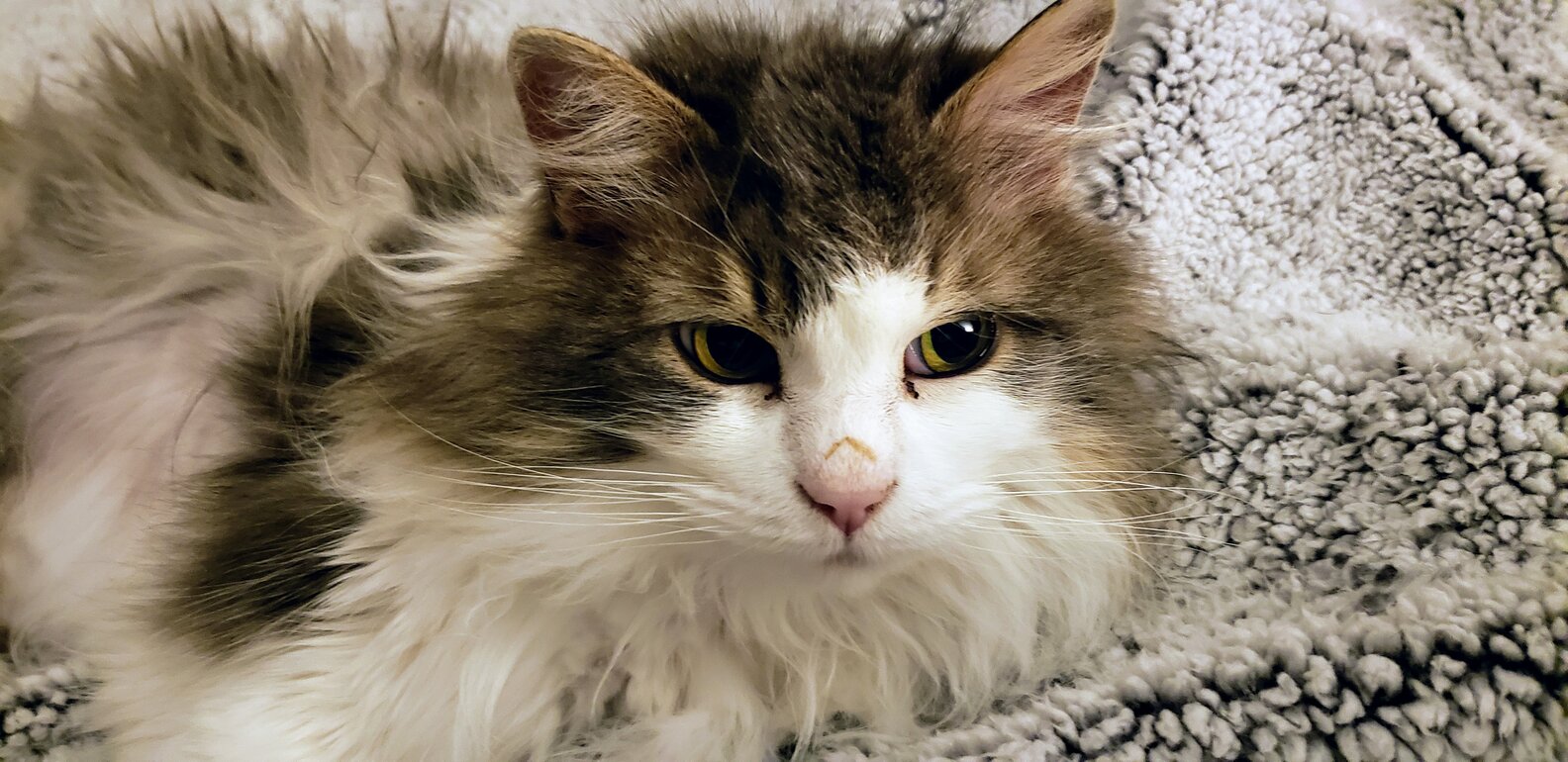 Frozen Cat Found During Polar Vortex Makes Miracle Recovery - The Dodo