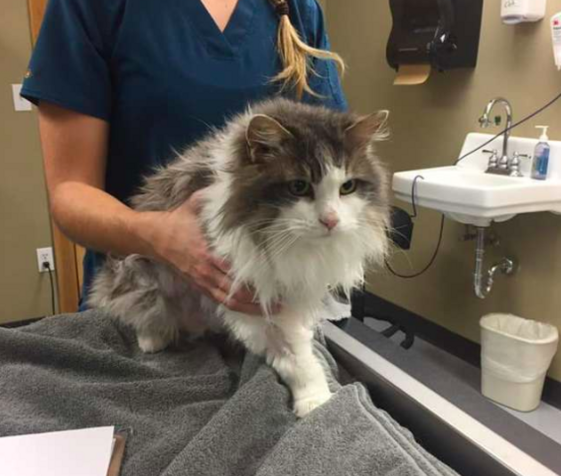 Frozen Cat Found During Polar Vortex Makes Miracle Recovery - The Dodo