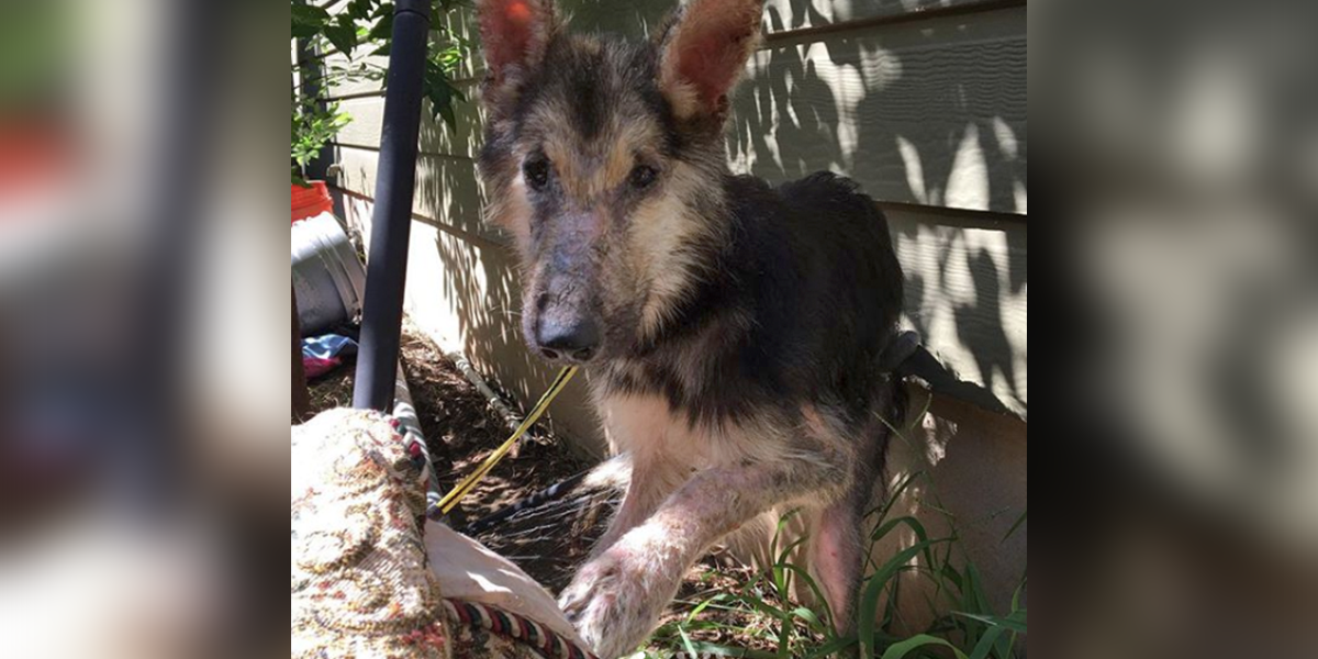 Sick German Shepherd Makes The Most Amazing Transformation - The Dodo