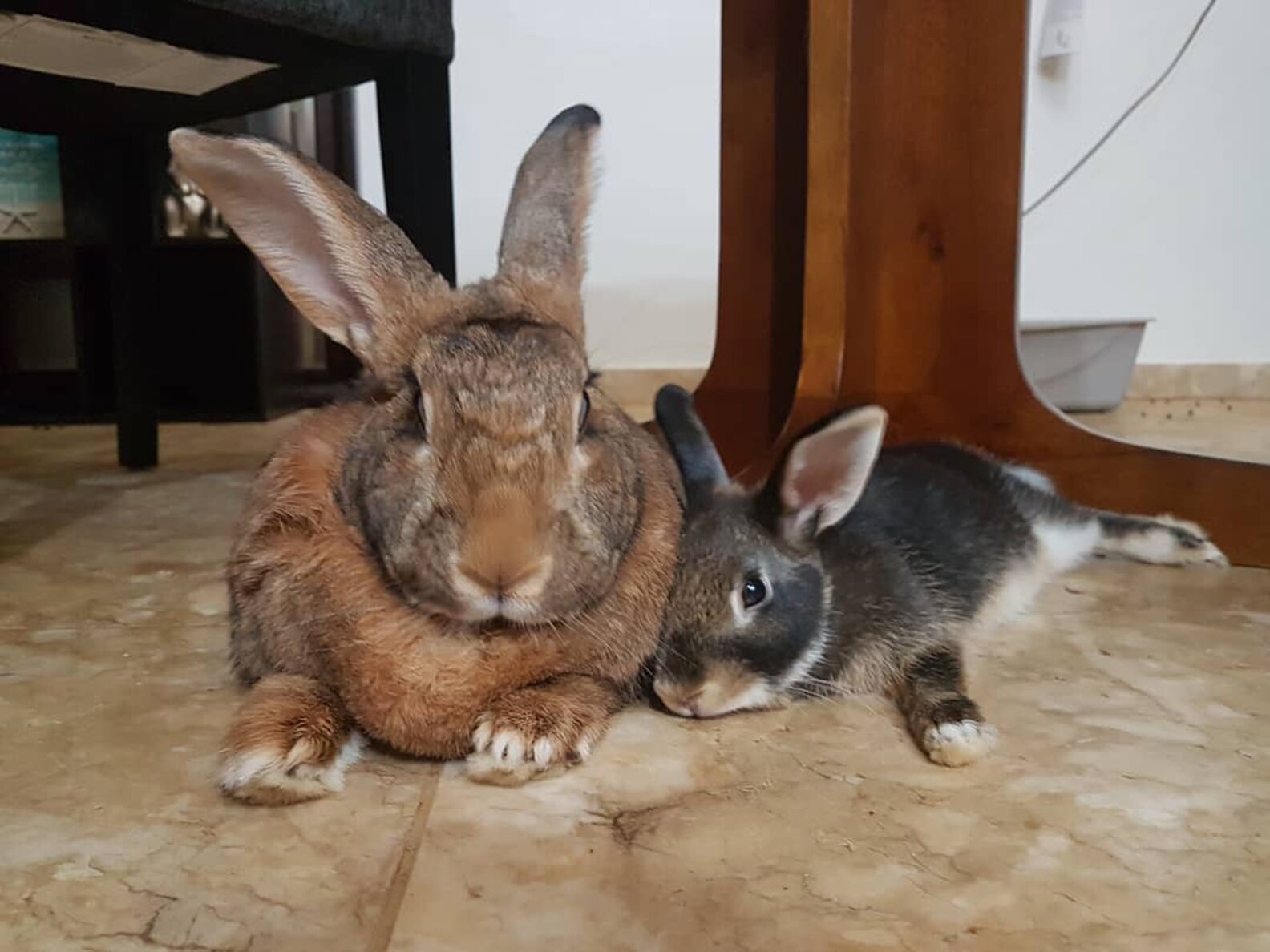 Tiny Dwarf Rabbit Falls For Girl Bunny 4x His Size - The Dodo