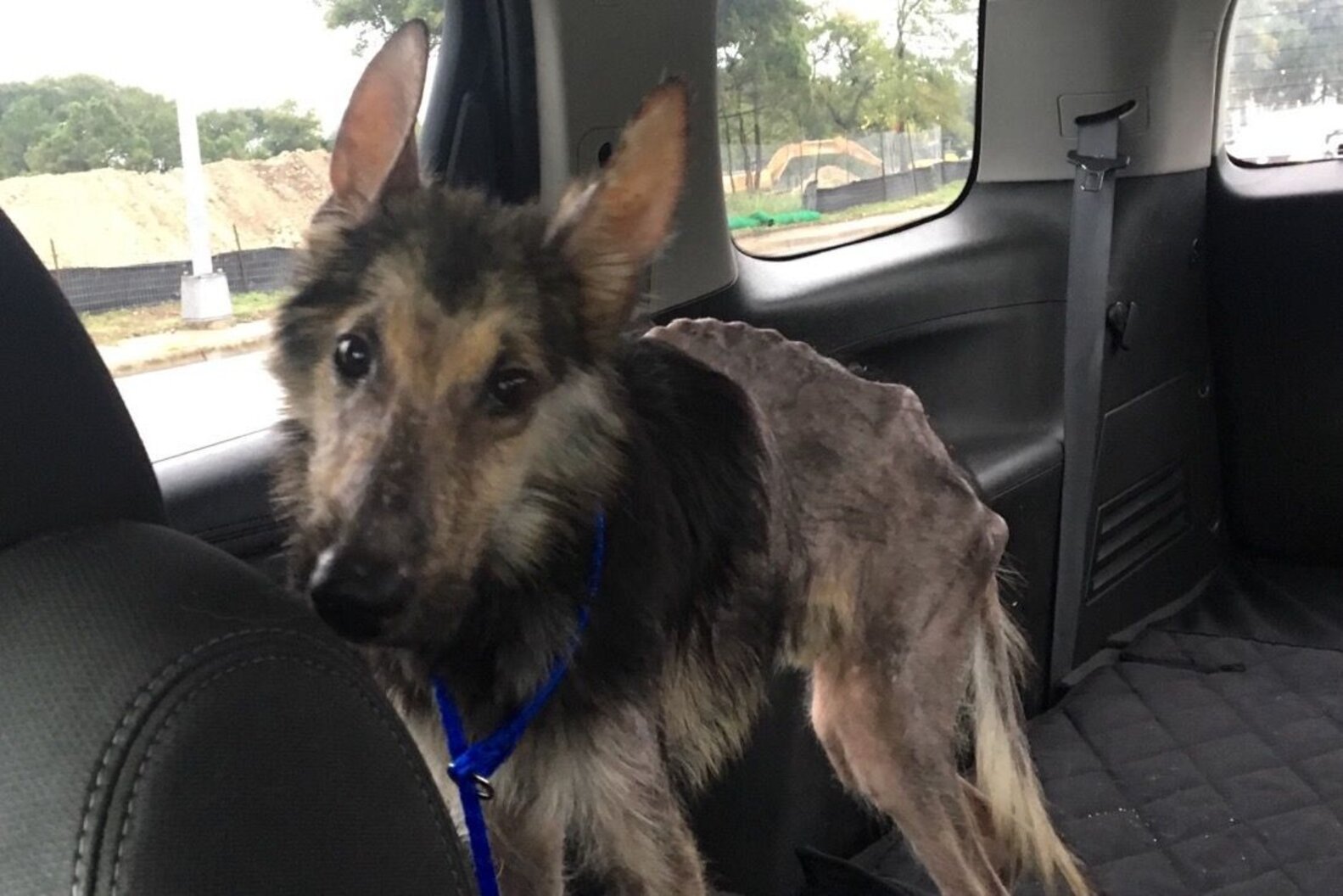 Sick German Shepherd Makes The Most Amazing Transformation - The Dodo