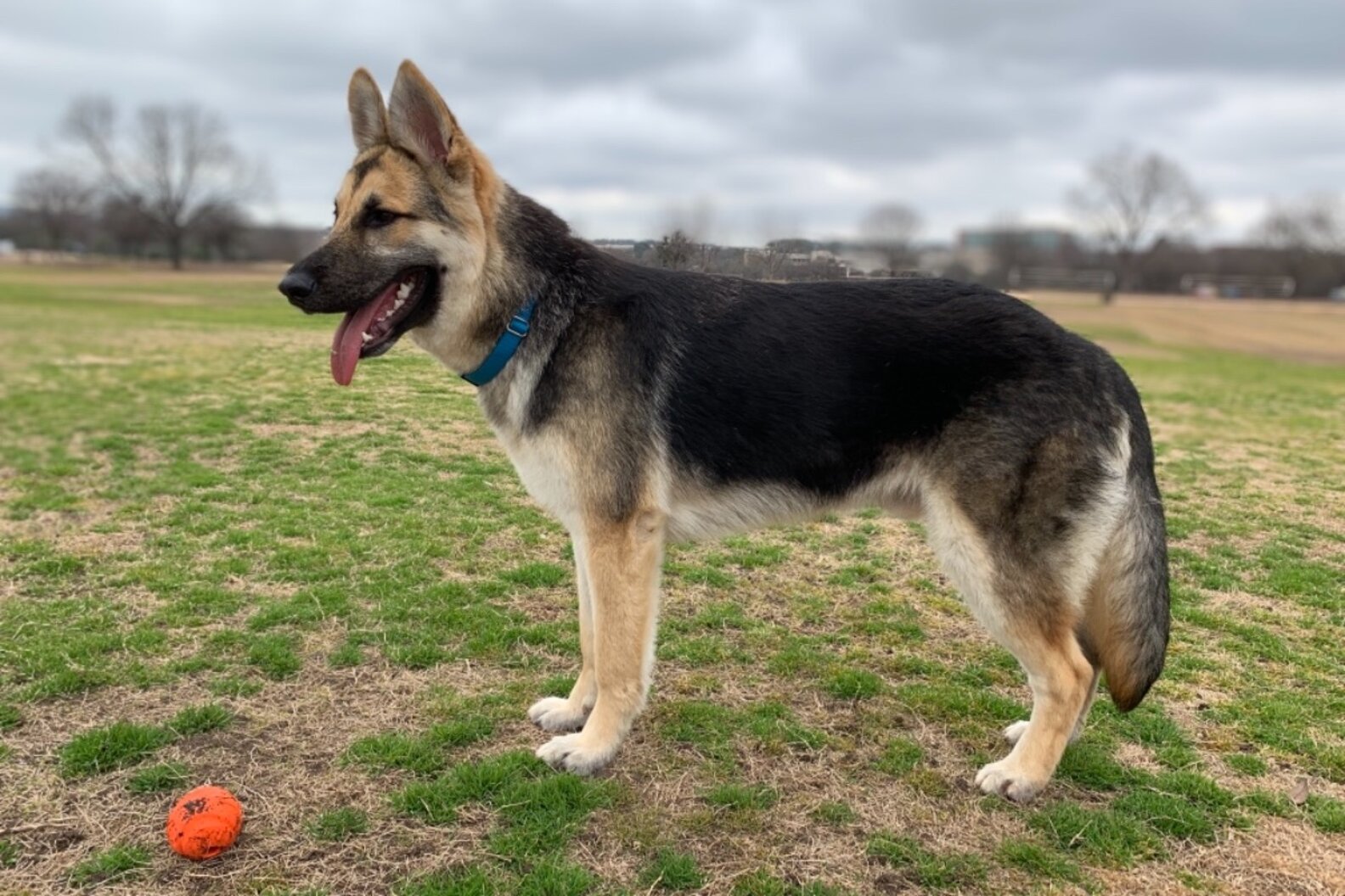 Sick German Shepherd Makes The Most Amazing Transformation - The Dodo