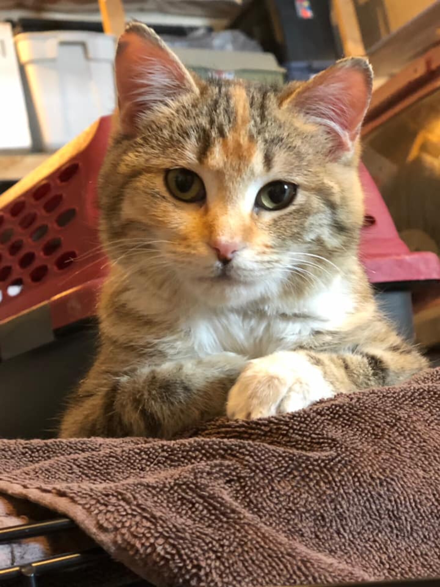 Cold Stray Kitten Finds The Perfect Place To Get The Help She Needs ...