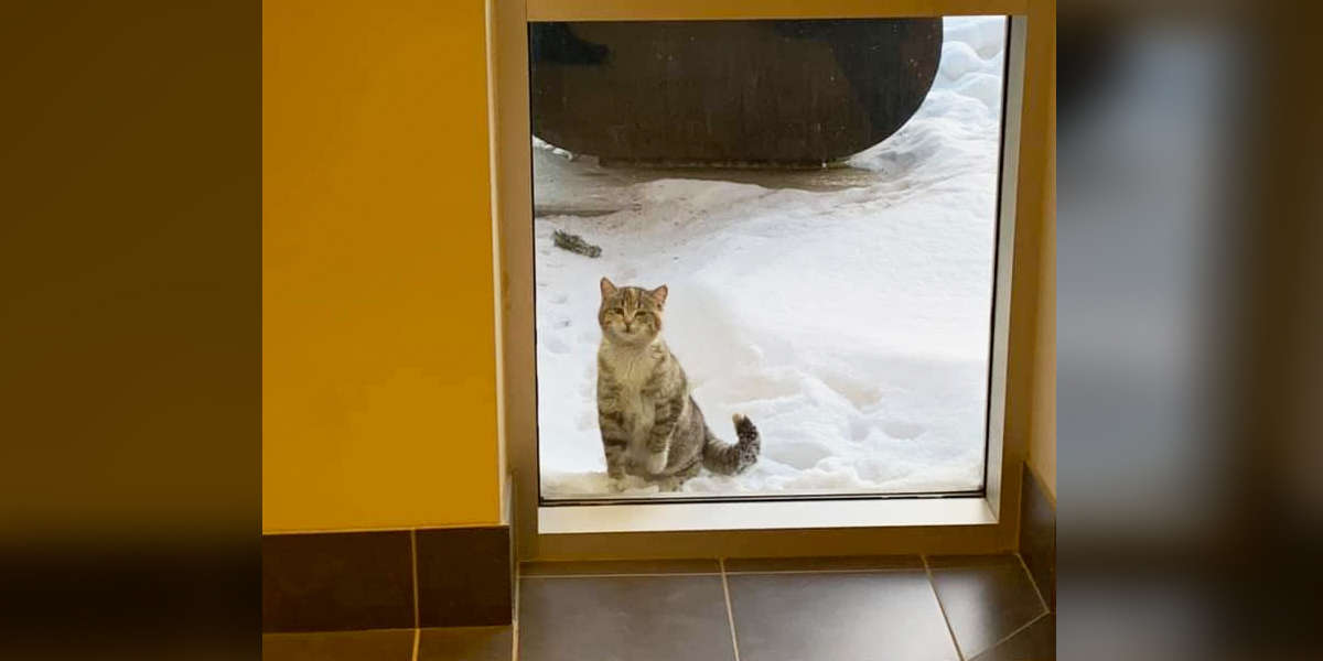 Cold Stray Kitten Finds The Perfect Place To Get The Help She Needs ...