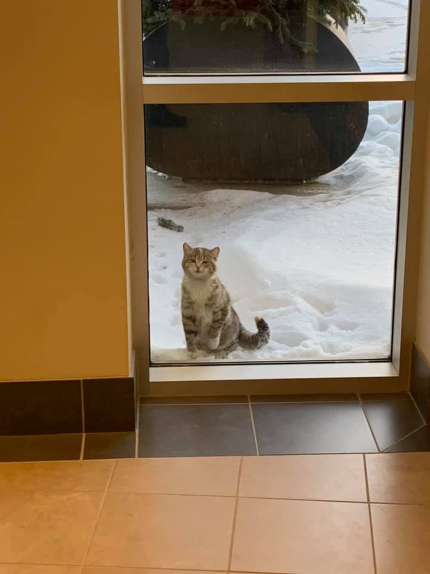 Cold Stray Kitten Finds The Perfect Place To Get The Help She Needs ...