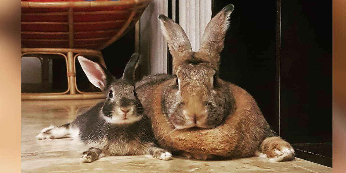 Dwarf Rabbit Size