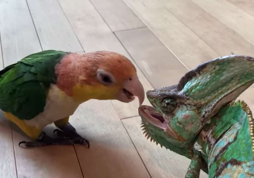 Bird and Chameleon Hang Out Together in Video - Thrillist