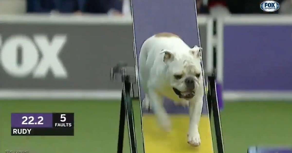 Rudy the Bulldog Shines at Westminster Dog Show Obstacle Course Run ...